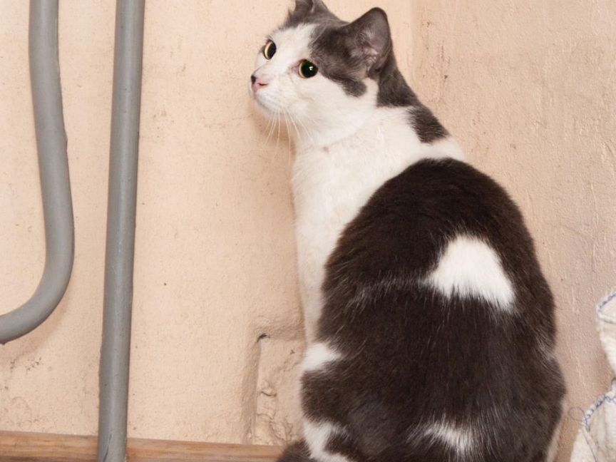Кот Грей 1,5 года