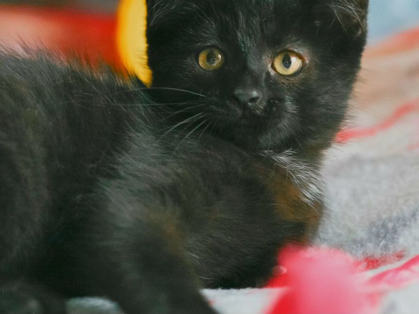 Котенок с шоколадным оттенком, девочка