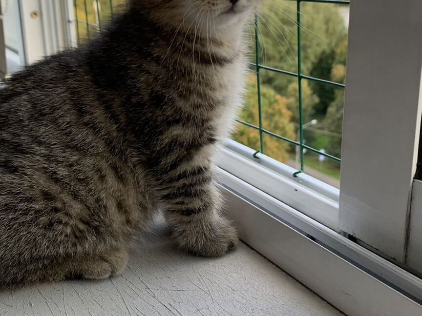 Шотландский вислоухий котенок