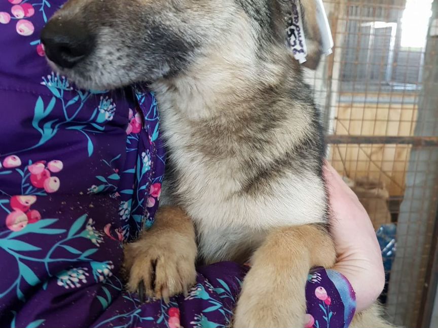 Маленькая собачка в добрые руки