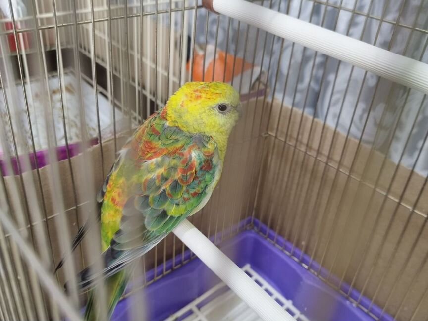 Певчий попугай, какарик