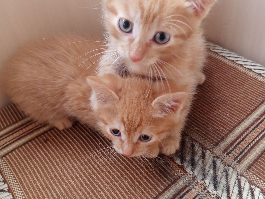 Кошки