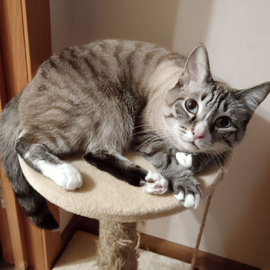 Кот