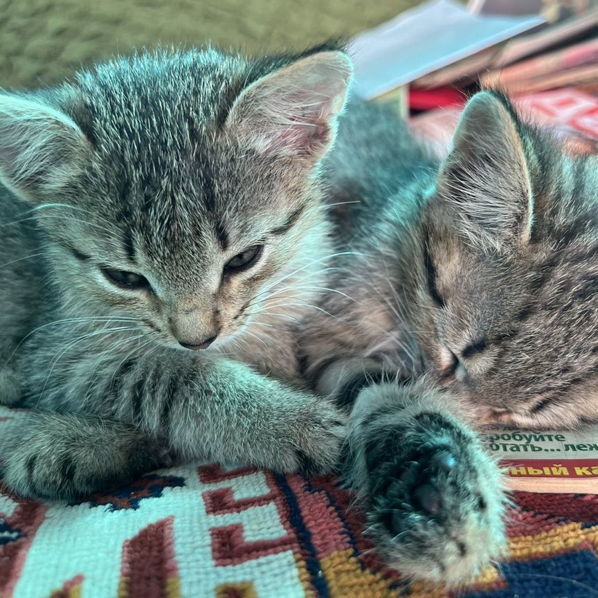 Котята в добрые руки