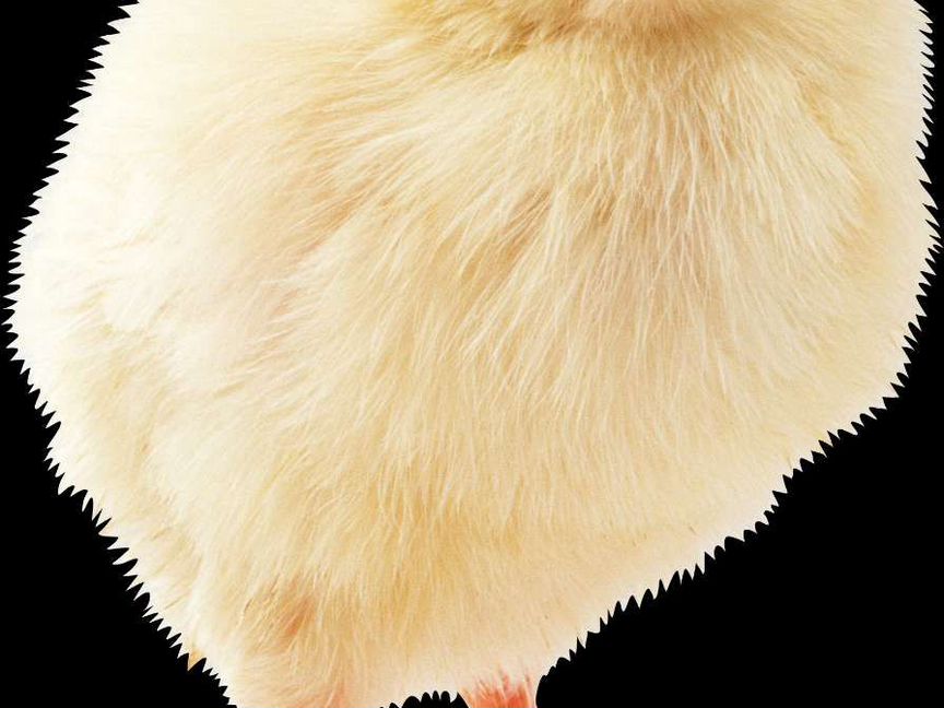 Цыплята бройлеры