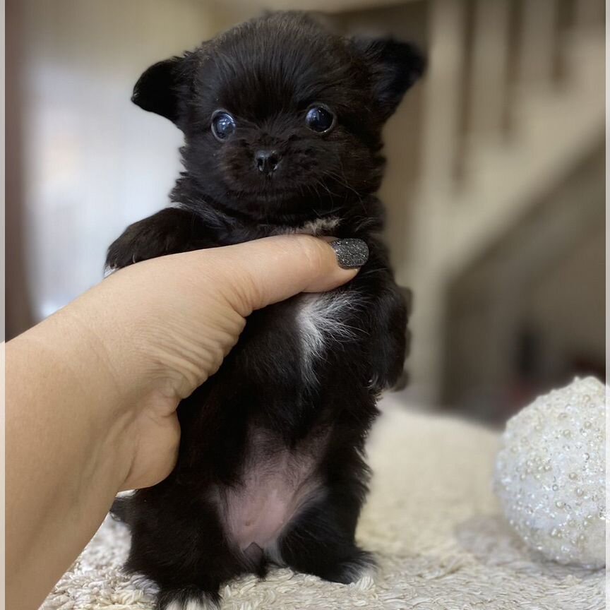 Щенки чихуахуа