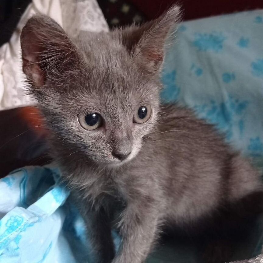 Котенок девочка дымчатого окраса