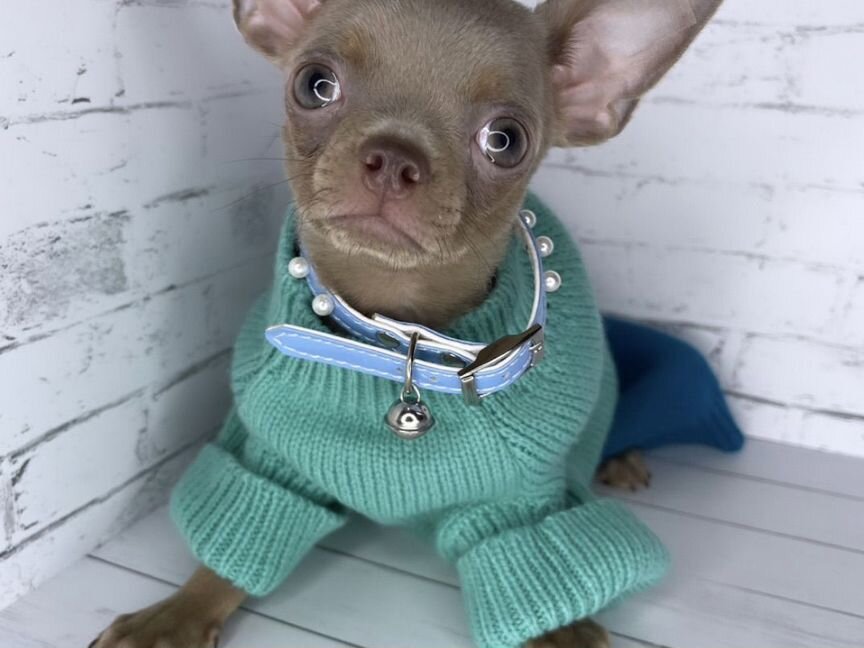 Шикарный mini лиловый мальчик