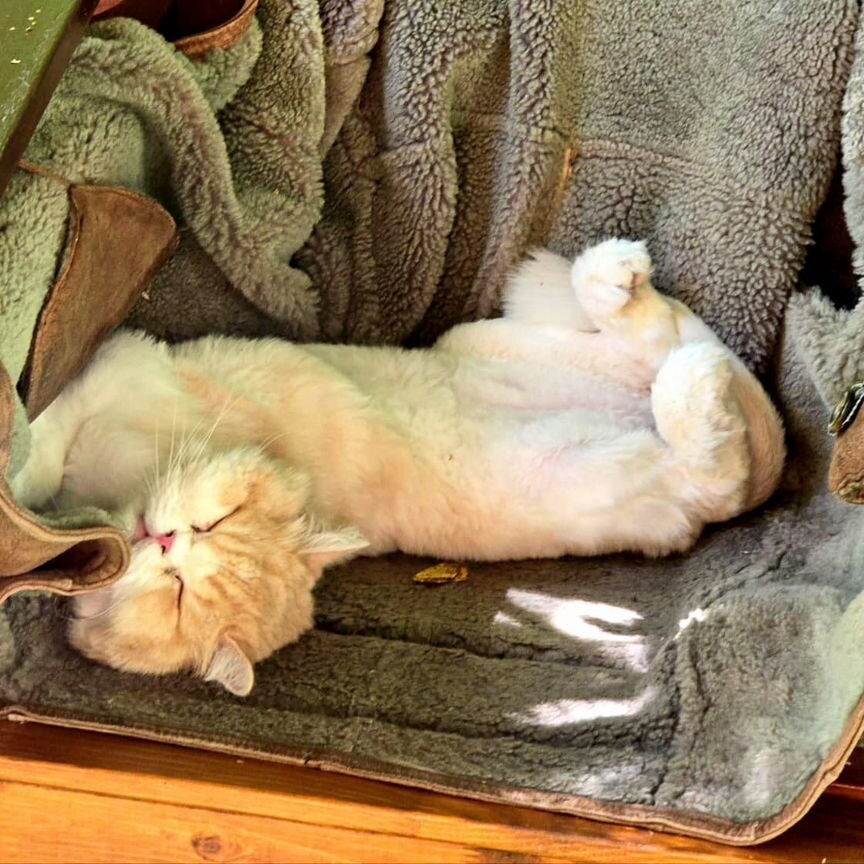 Персидкий кот