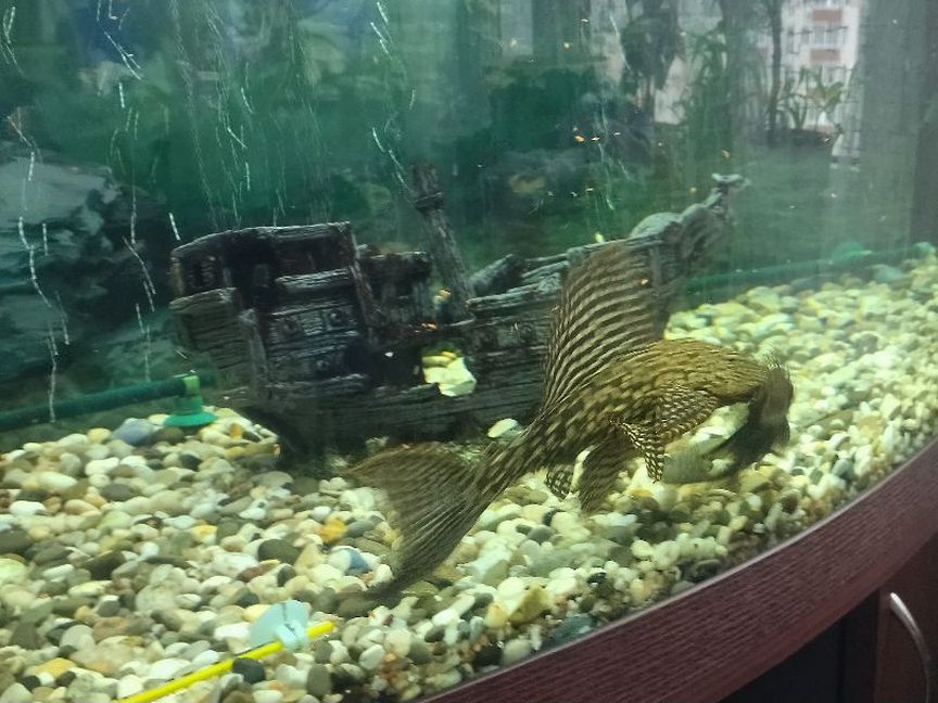 Аквариум 160 литров со всем содержимым