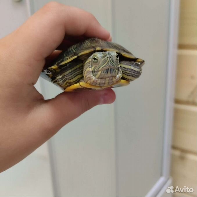 2 красноухих черепахи