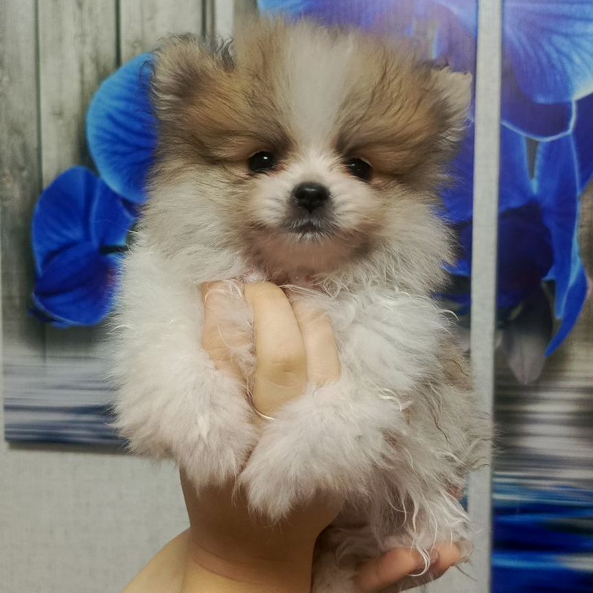 Щенки шпица