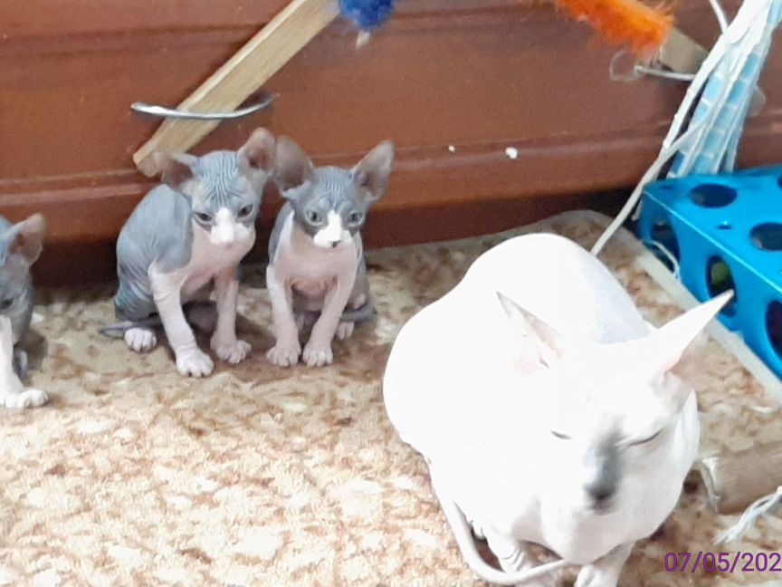 Котята Донской сфинкс