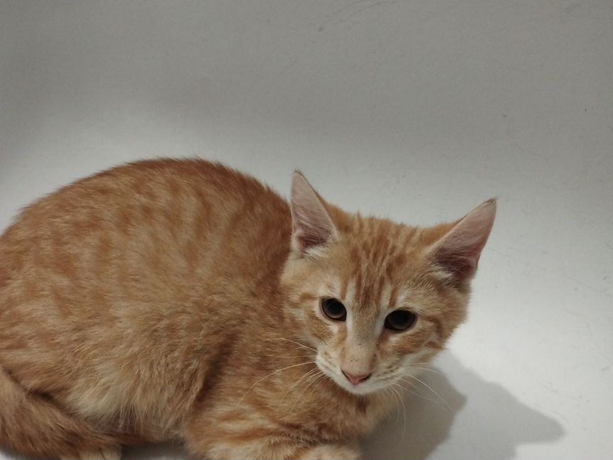 Питерский солнечный котенок Сяма