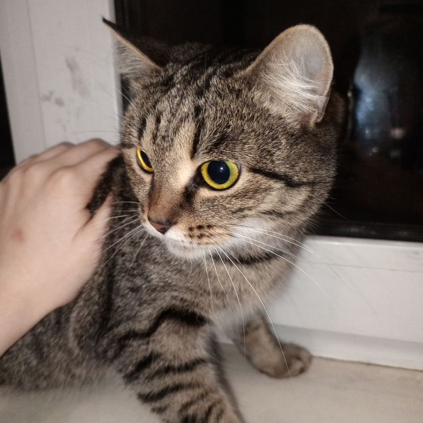 Отдам В добрые руки