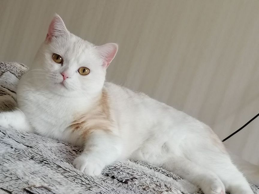 Отдам кота в добрые руки, кастрирован шотландец