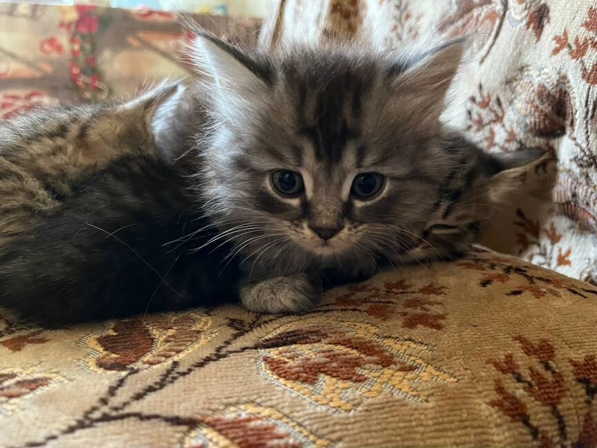 Котята