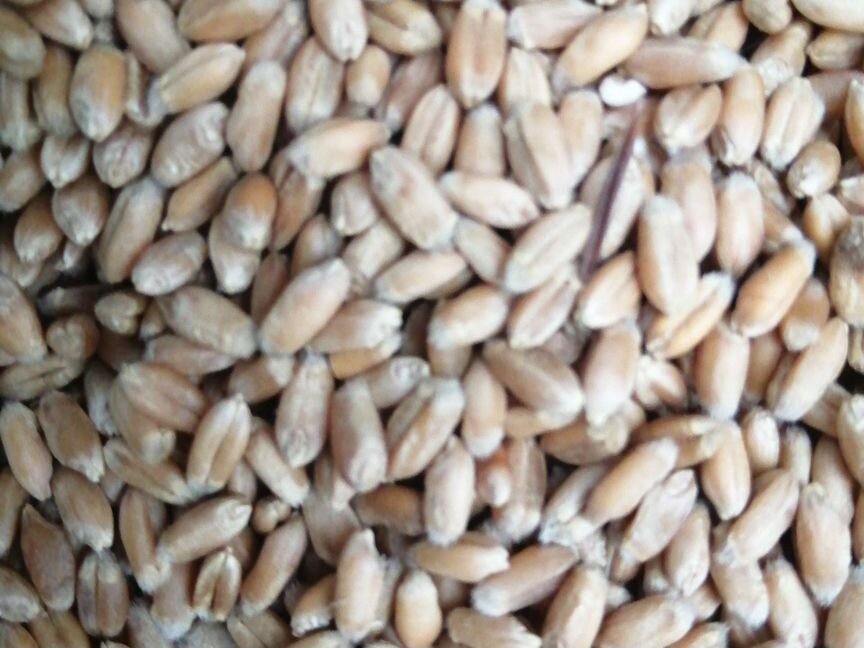 Пшеница 3 класс 350-300тонн