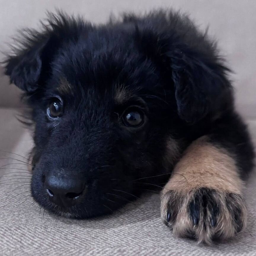 Щенок в добрые руки