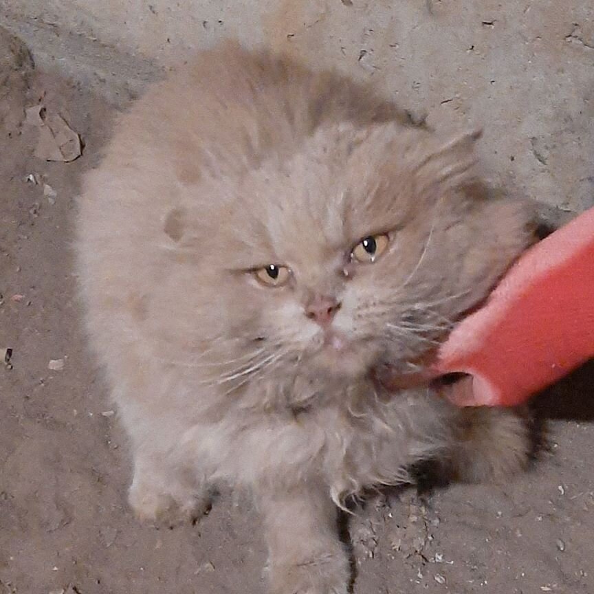 Ищем дом для котика