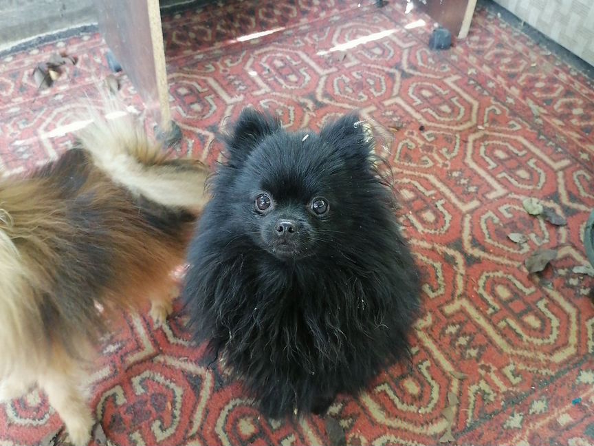 Шпиц, ищем жениха пошалить