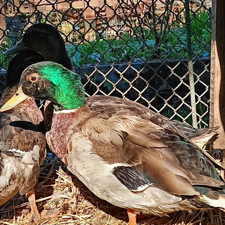 Селезень. Кряковые утки