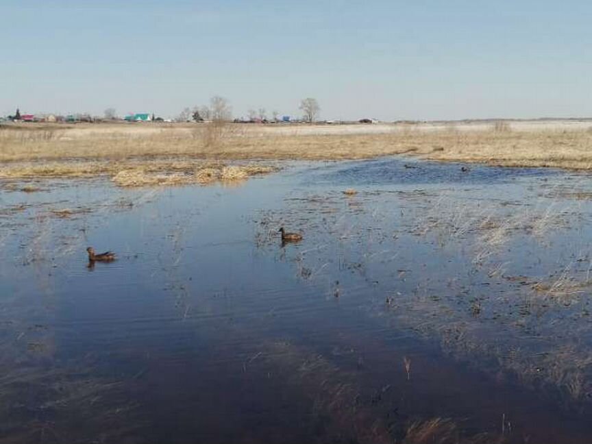 Продажа подсадных уток