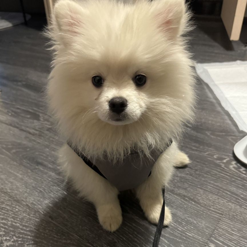 Померанский шпиц, щенок