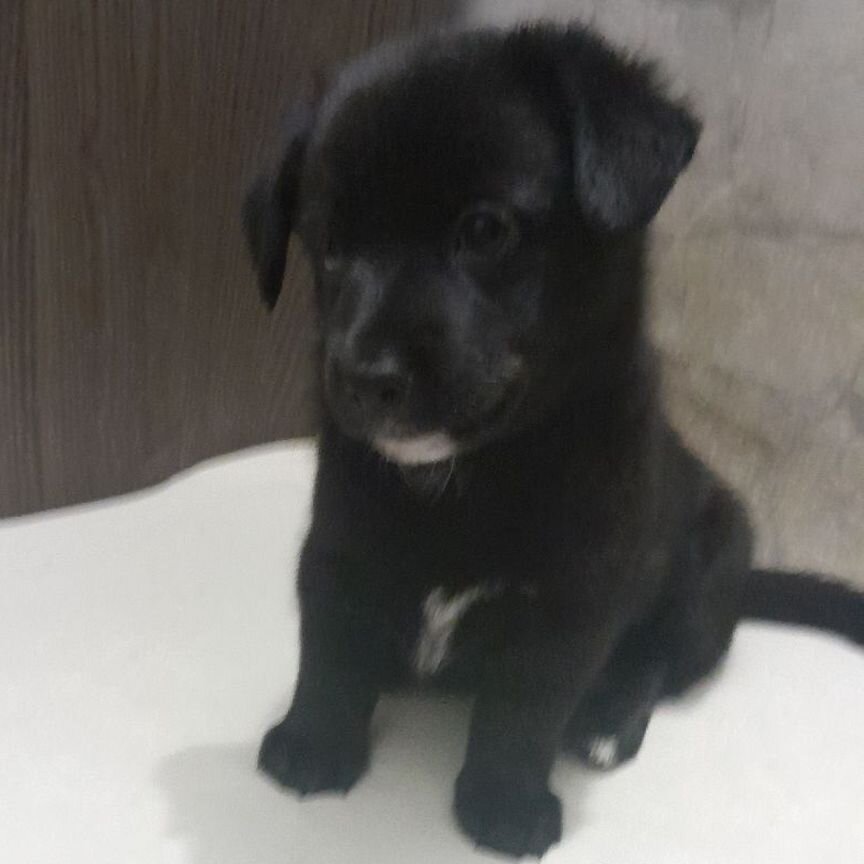 Щенок в добрые руки