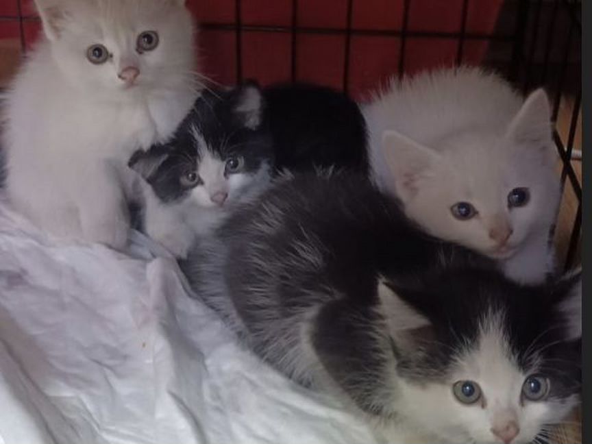 Котятки милашки в любящую семью и добрые ручки