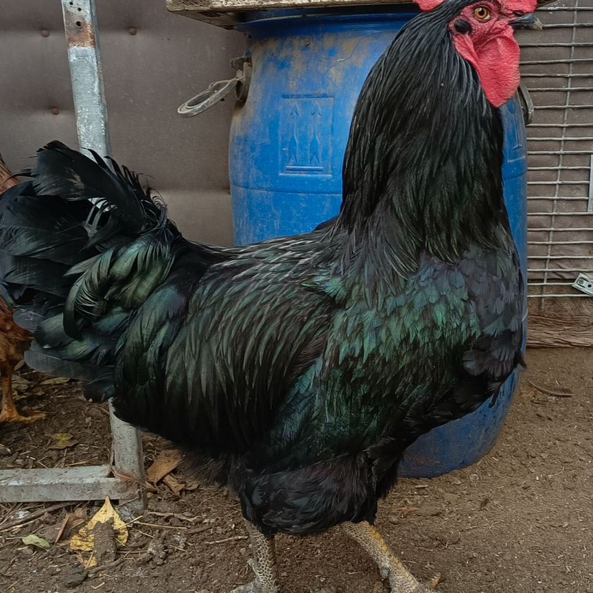 Молодые петухи