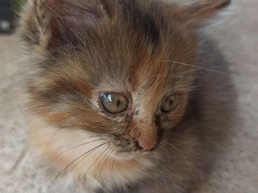 Карамелька в добрые руки