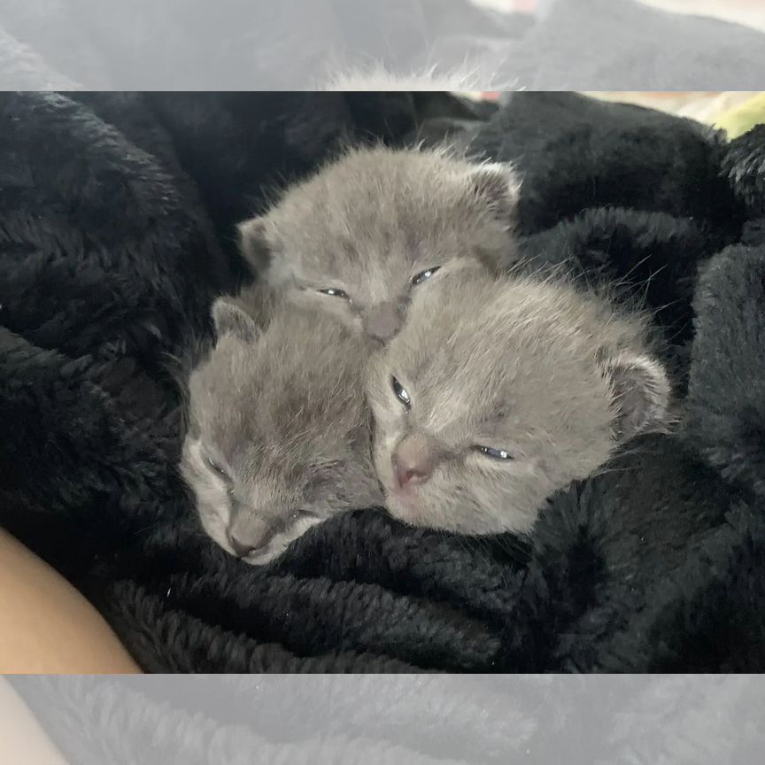 Британский короткошёрстный котёнок