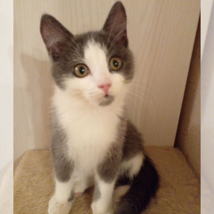 Котёнок в добрые руки