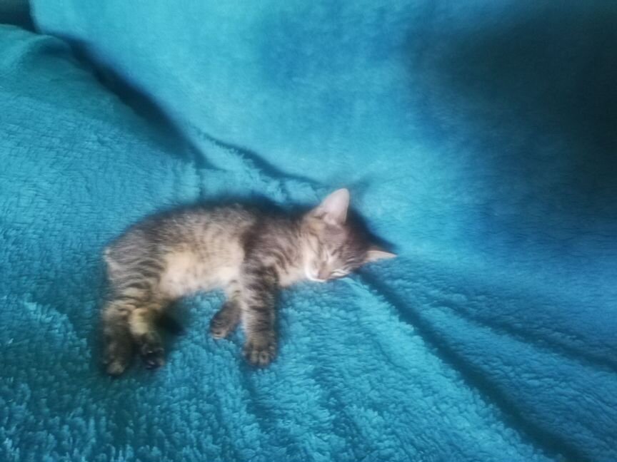 Кошки в добрые руки