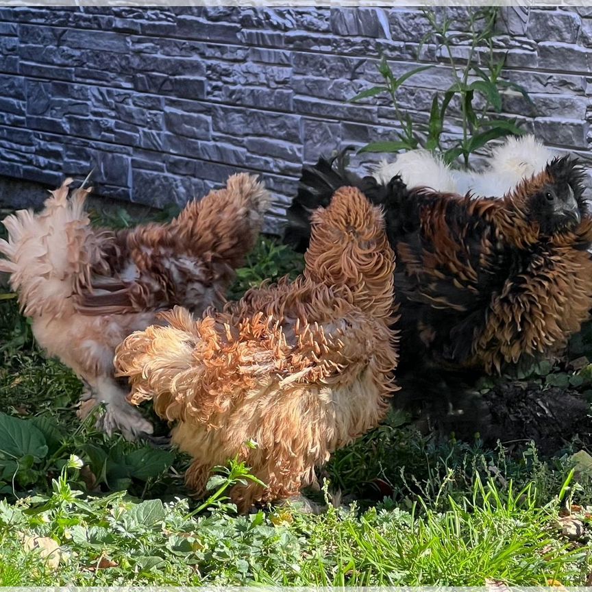 Инкубационное яйцо породистых кур