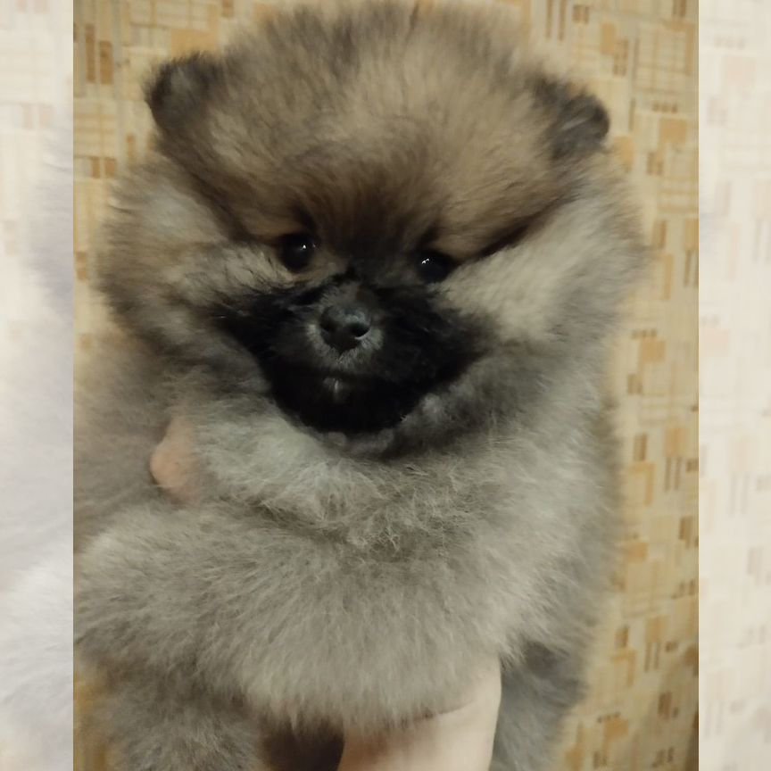 Померанский шпиц