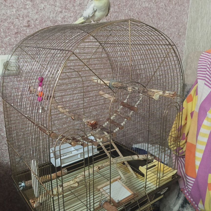 Попугай карелла с клеткой