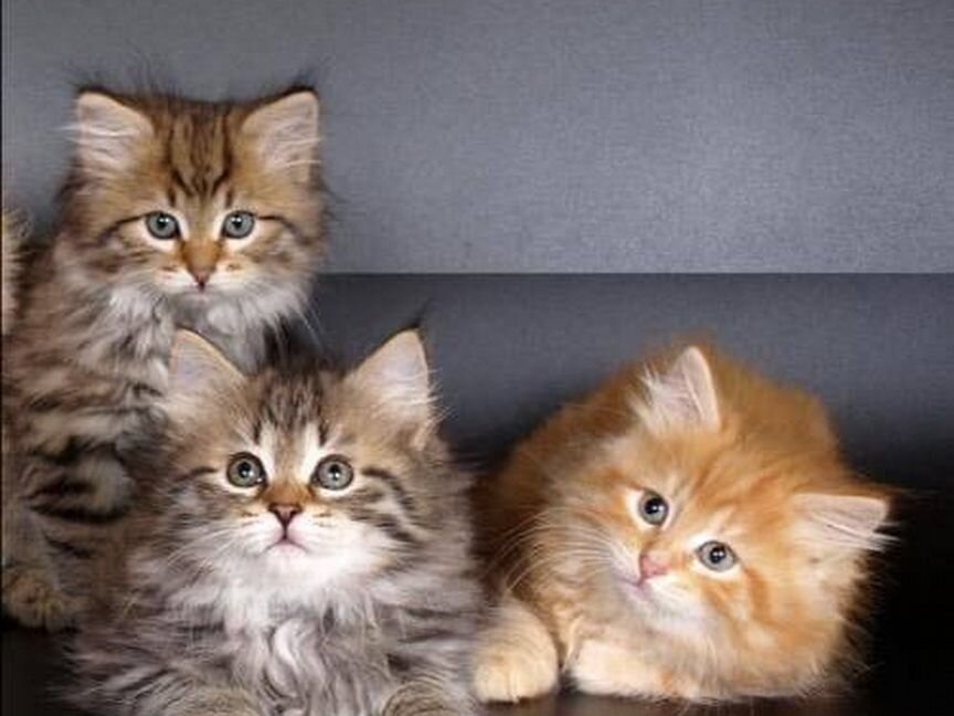 Сибирские котята