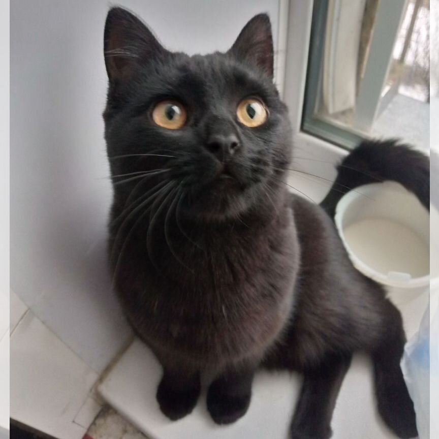 Бомбейский котёнок