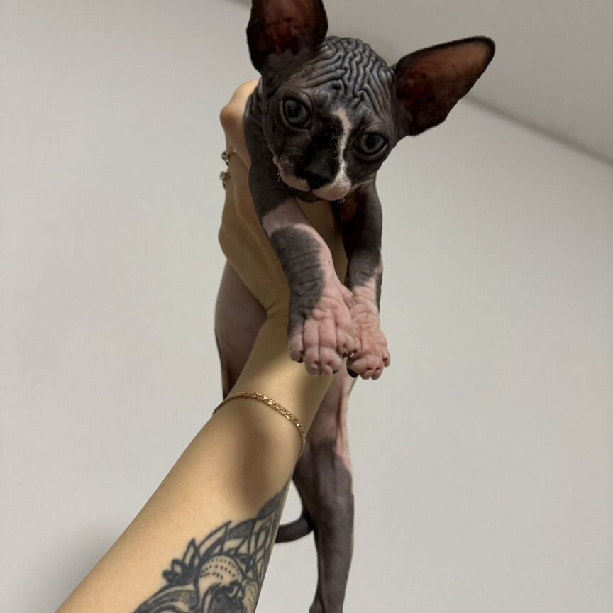 Канадский сфинкс котенок