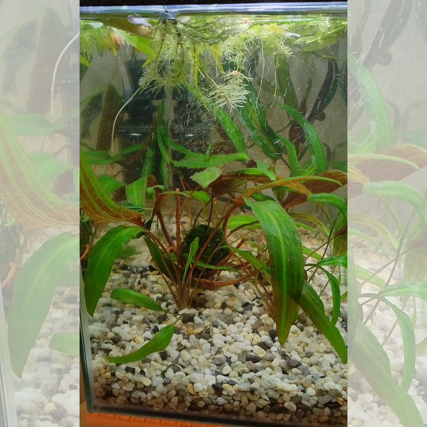 Криптокорина