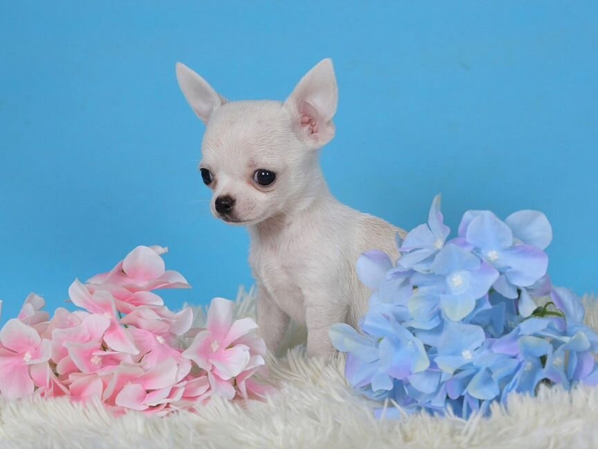 Френки мальчик чихуахуа