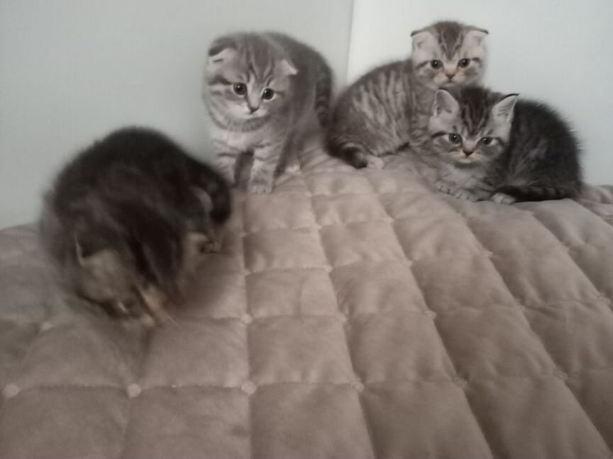 Банда шотландских мордастых котят