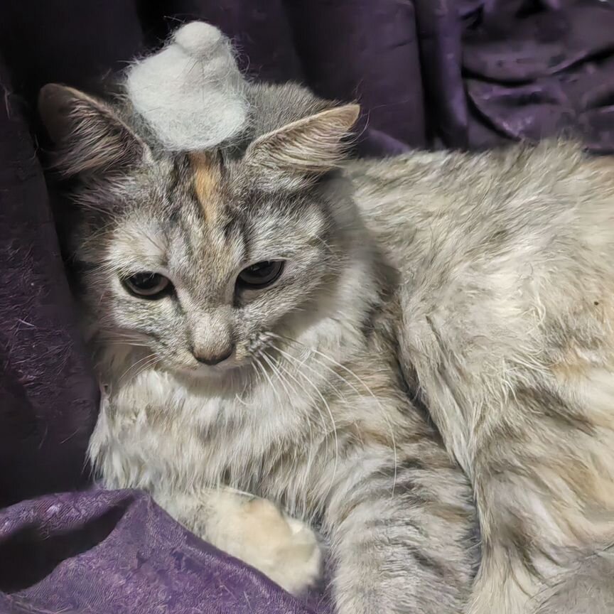 Британский длинношёрстный котёнок