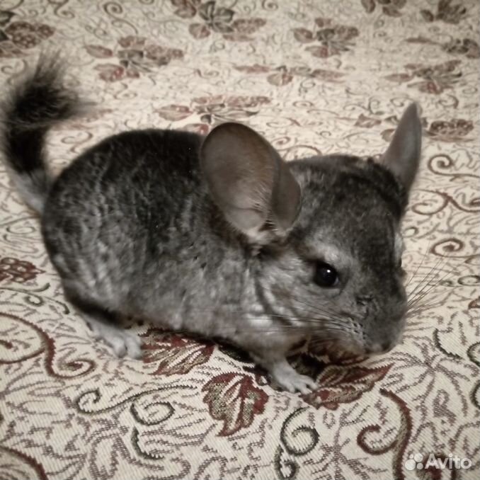 Шиншилла мальчик