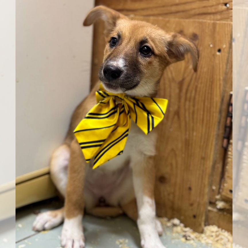 Щенок в добрые руки