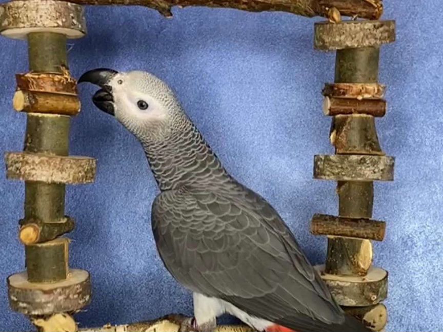 Игрушки для попугая