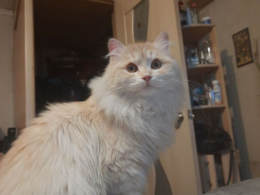Кошка
