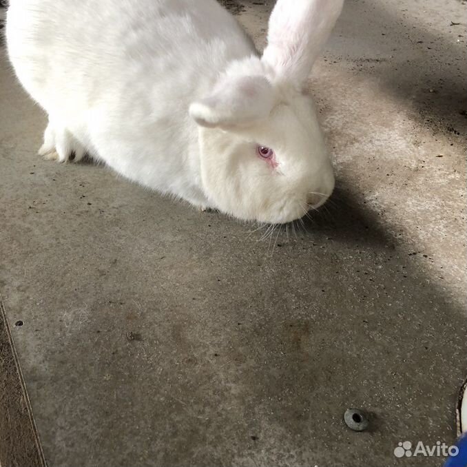 Кролики нзб